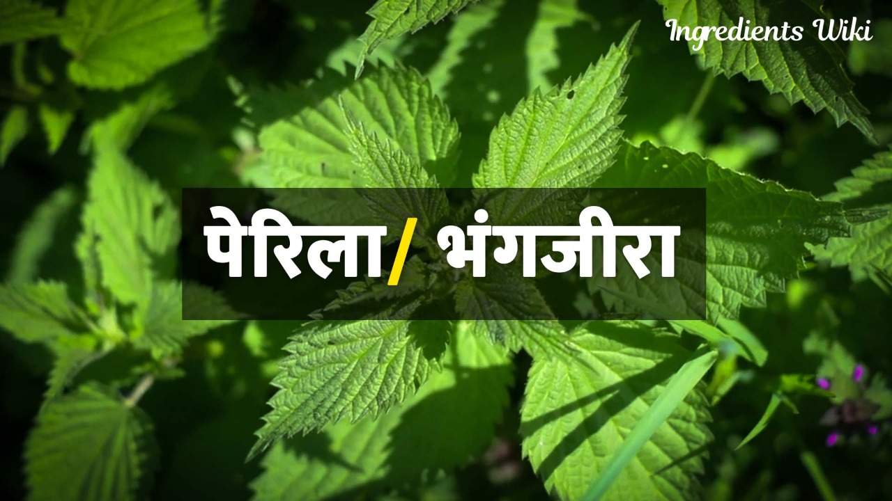 पेरिला बीज - सामग्रालय