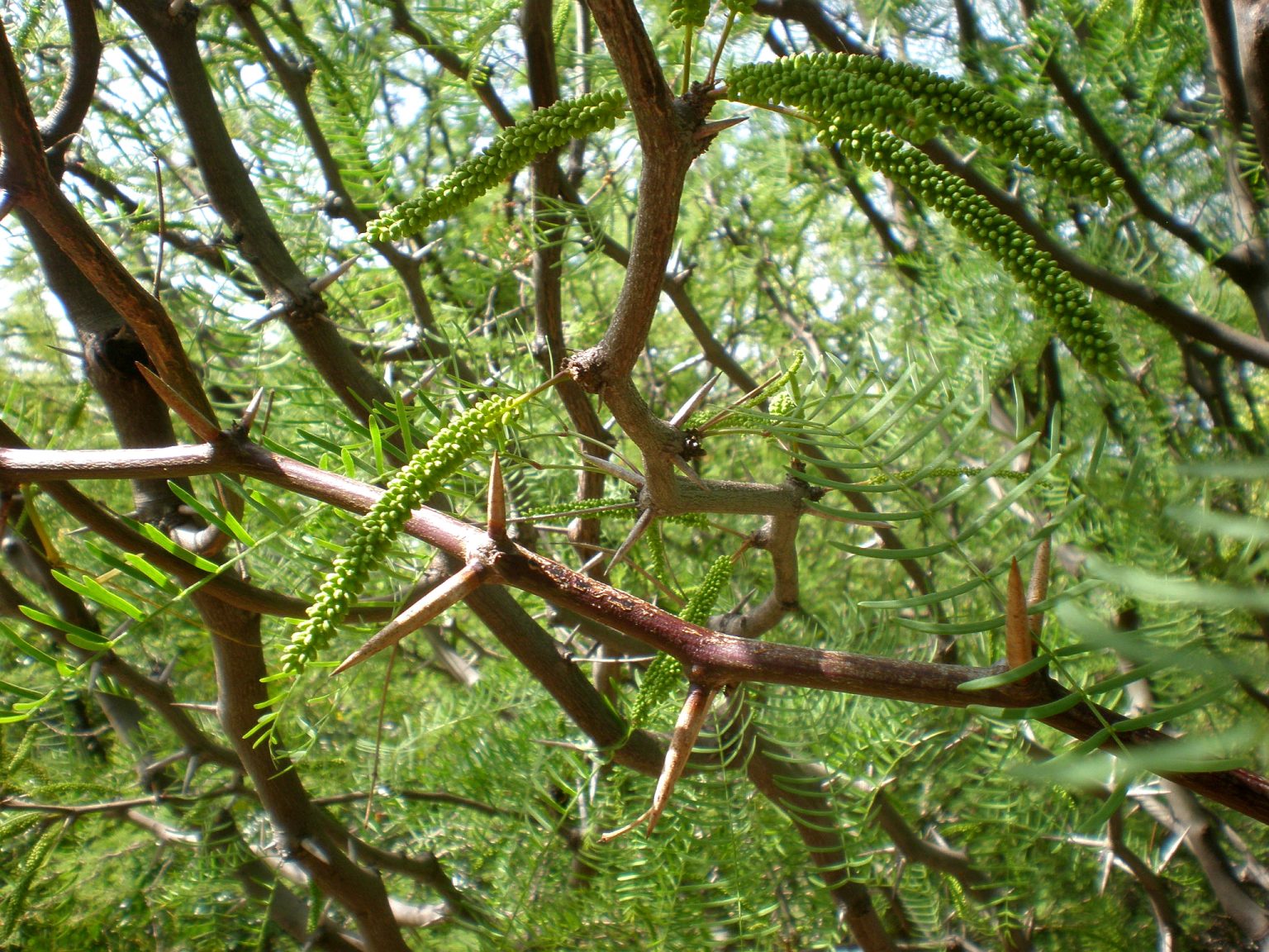 खैर का पेड़ - सामग्रालय